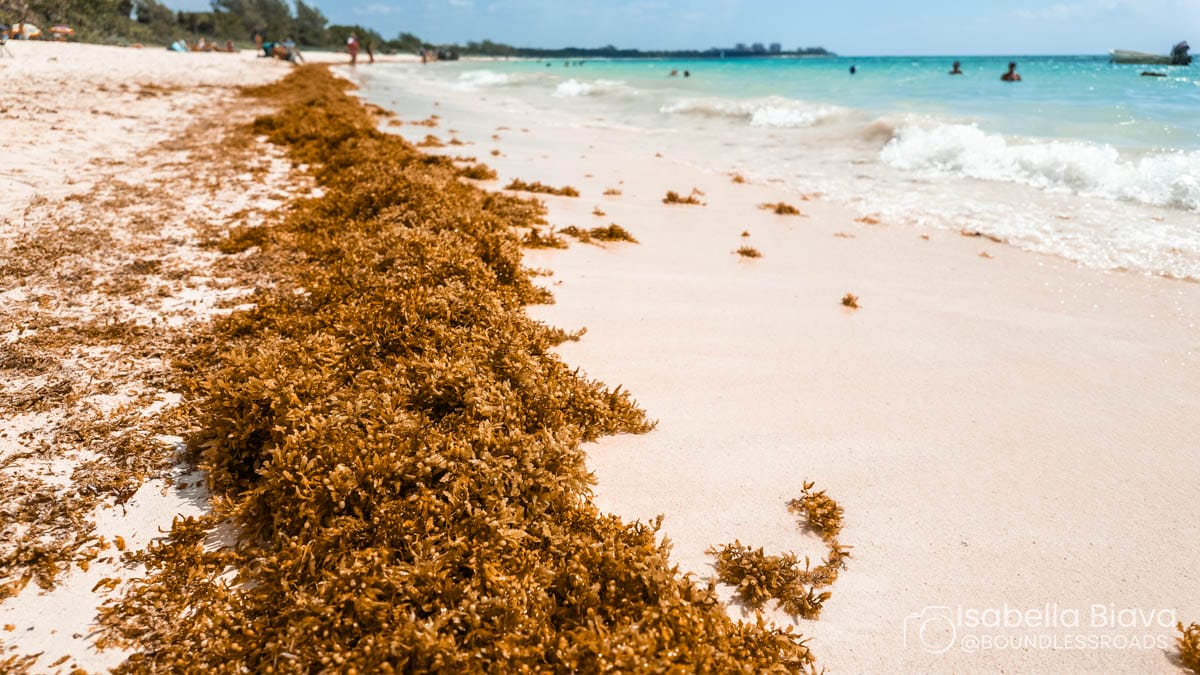 The Truth About Seaweed in Cancun And The Riviera Maya and How to Avoid ...
