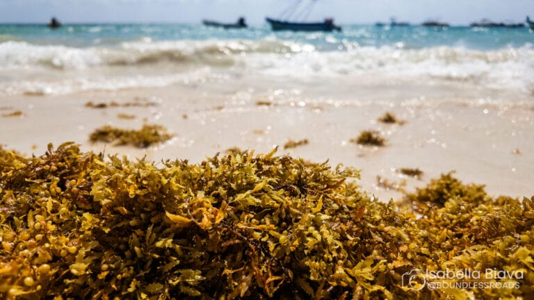 The Truth About Seaweed in Cancun And The Riviera Maya and How to Avoid ...