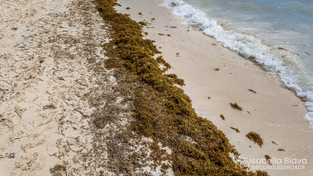 The Truth About Seaweed in Cancun And The Riviera Maya and How to Avoid ...