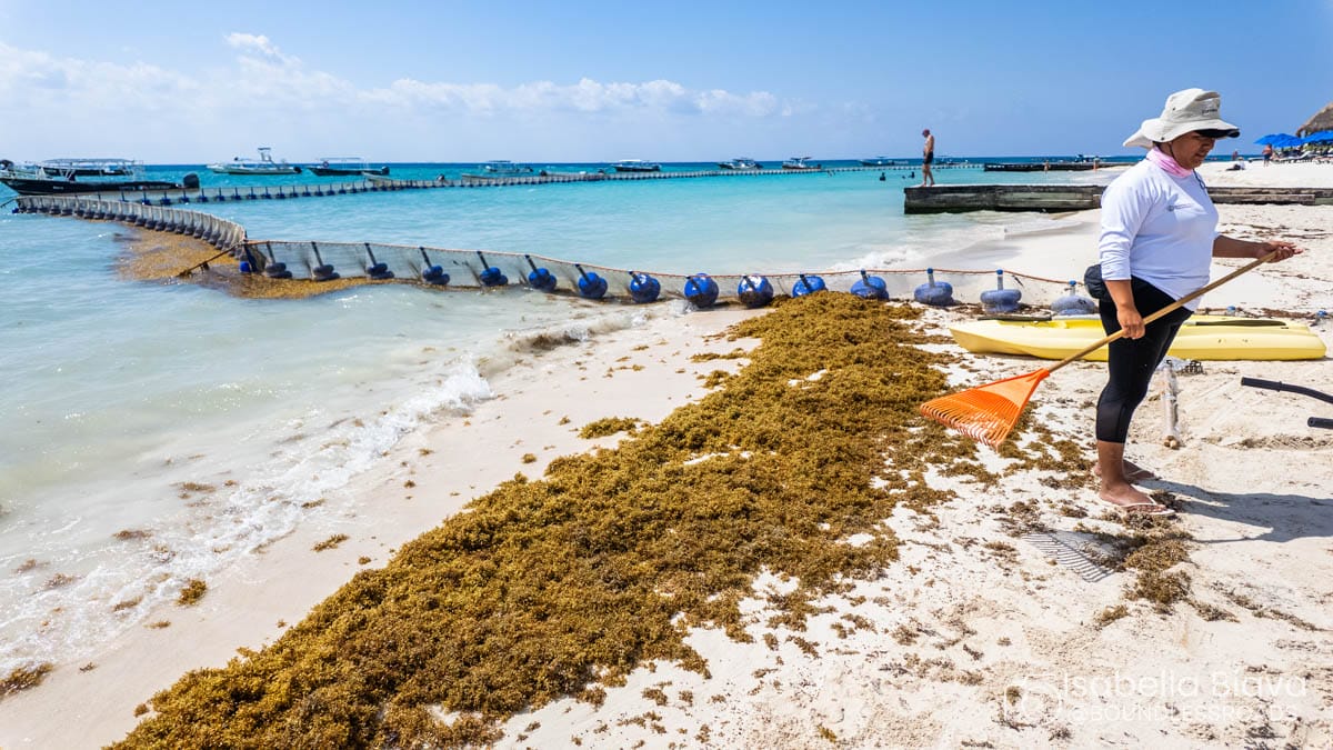 The Truth About Seaweed in Cancun And The Riviera Maya and How to Avoid ...